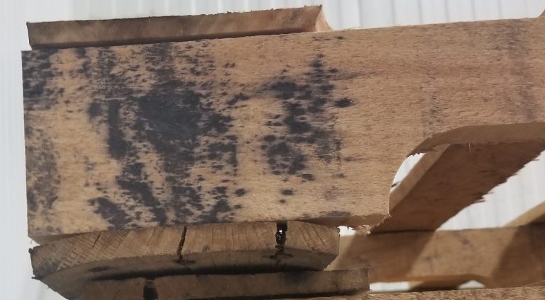 Are my wood pallets moldy? | Premier Pallets Inc. - Premier Pallets, Inc.